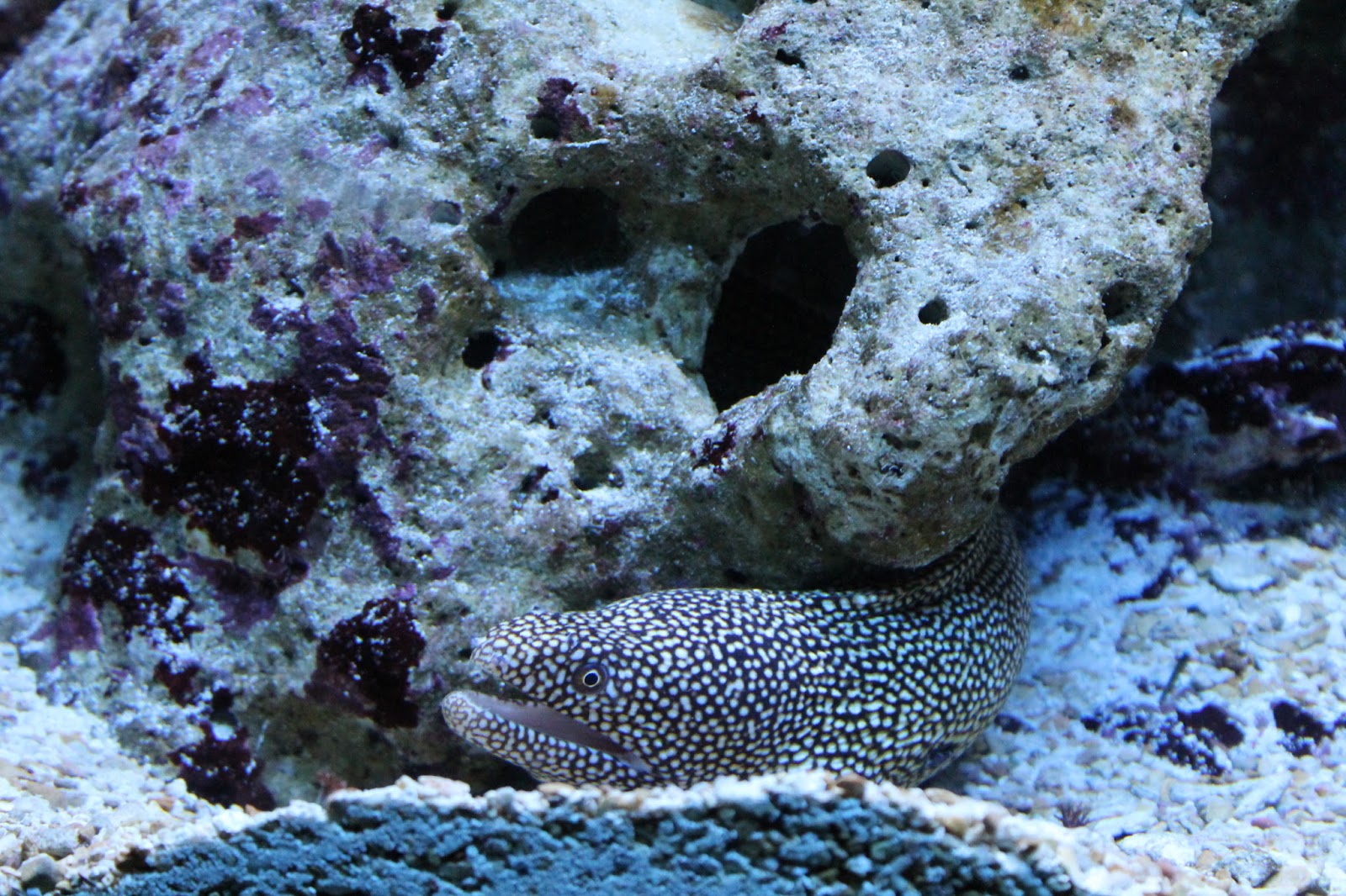 Tuba et Sac à dos: Aquarium de Nouméa (pour esquiver l'averse tropicale !)